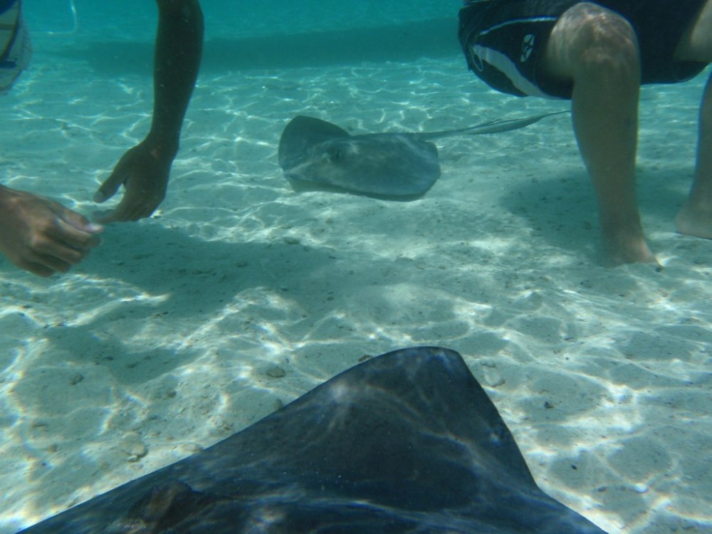 Things to do in Bimini Bahamas | Sailo boat rental Bimini